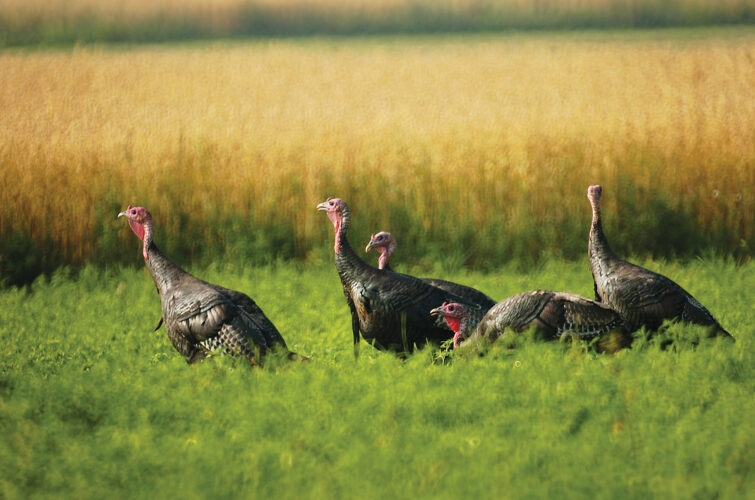 Spring Turkey Hunting Tips - Grit